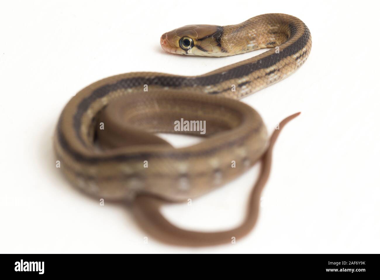 The radiated ratsnake, copperhead rat snake or copper-headed trinket ...