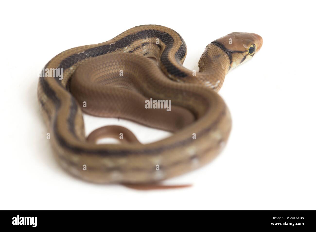 The radiated ratsnake, copperhead rat snake or copper-headed trinket ...