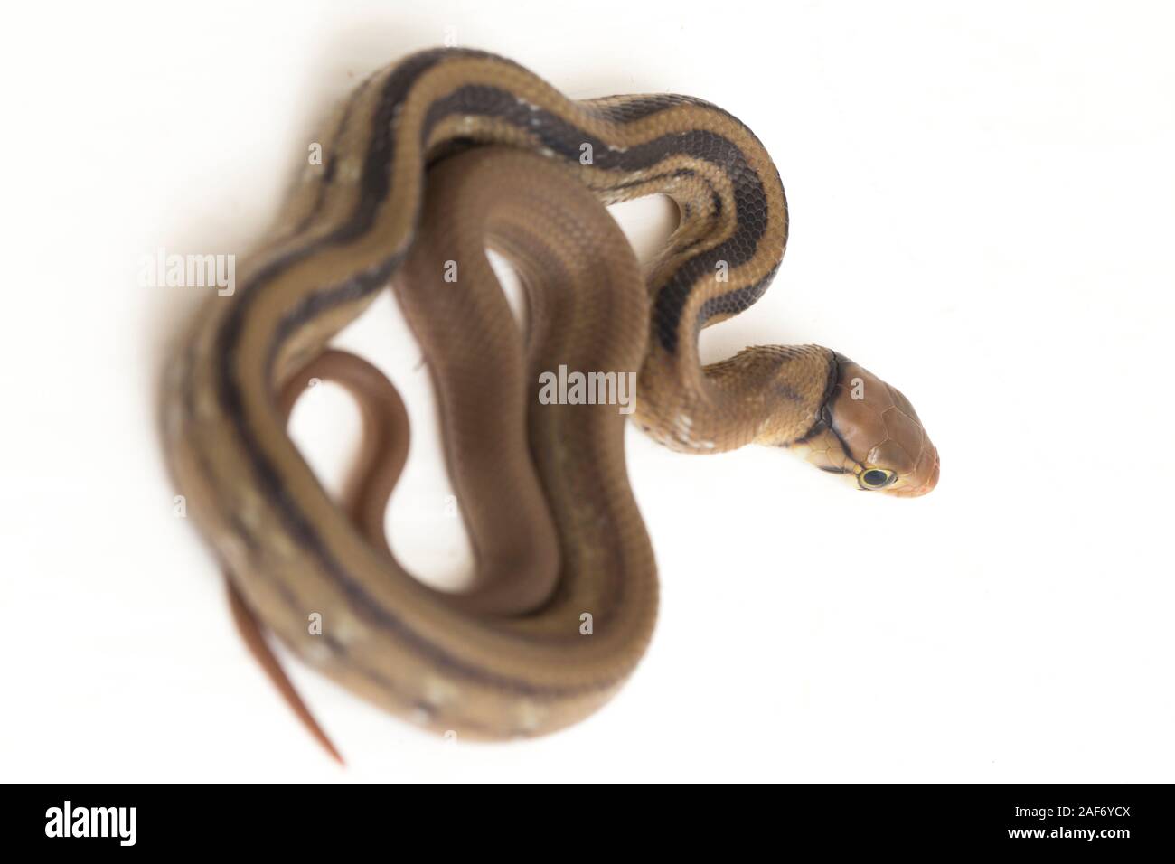 The radiated ratsnake, copperhead rat snake or copper-headed trinket ...