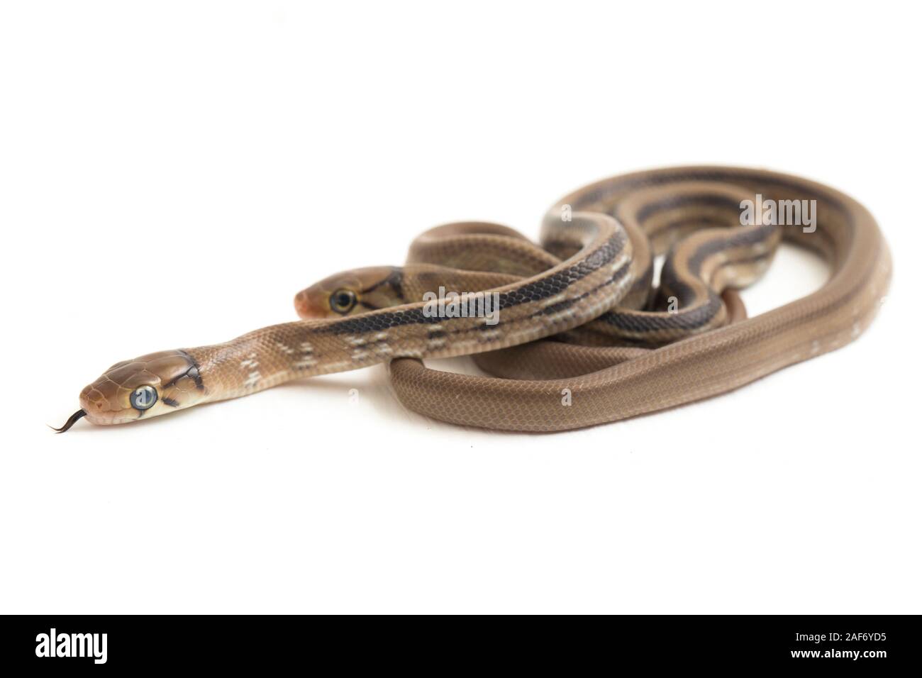 The radiated ratsnake, copperhead rat snake or copper-headed trinket ...