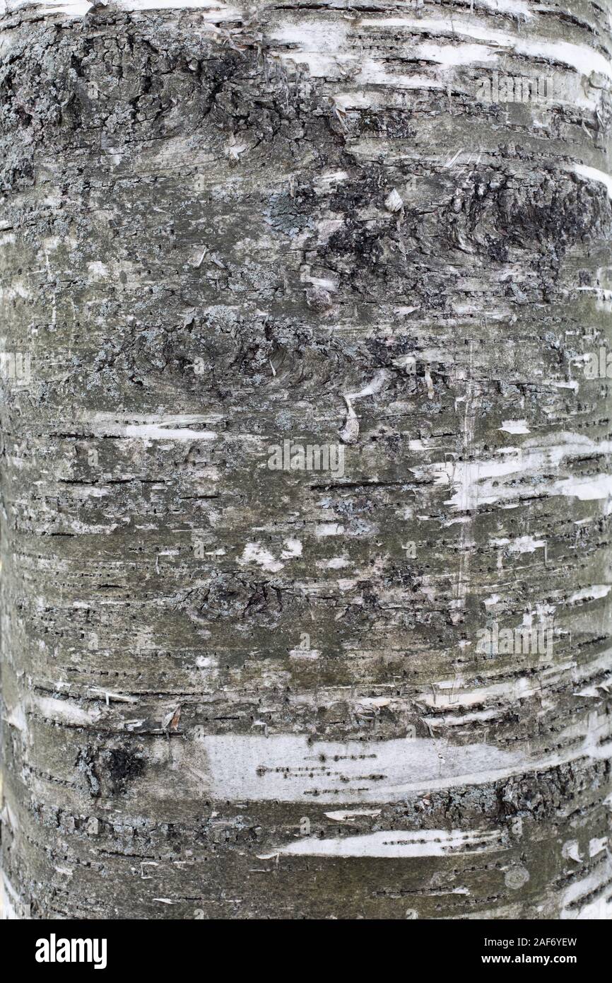 Texture of birch bark. The surface of the trunk of an old natural birch ...