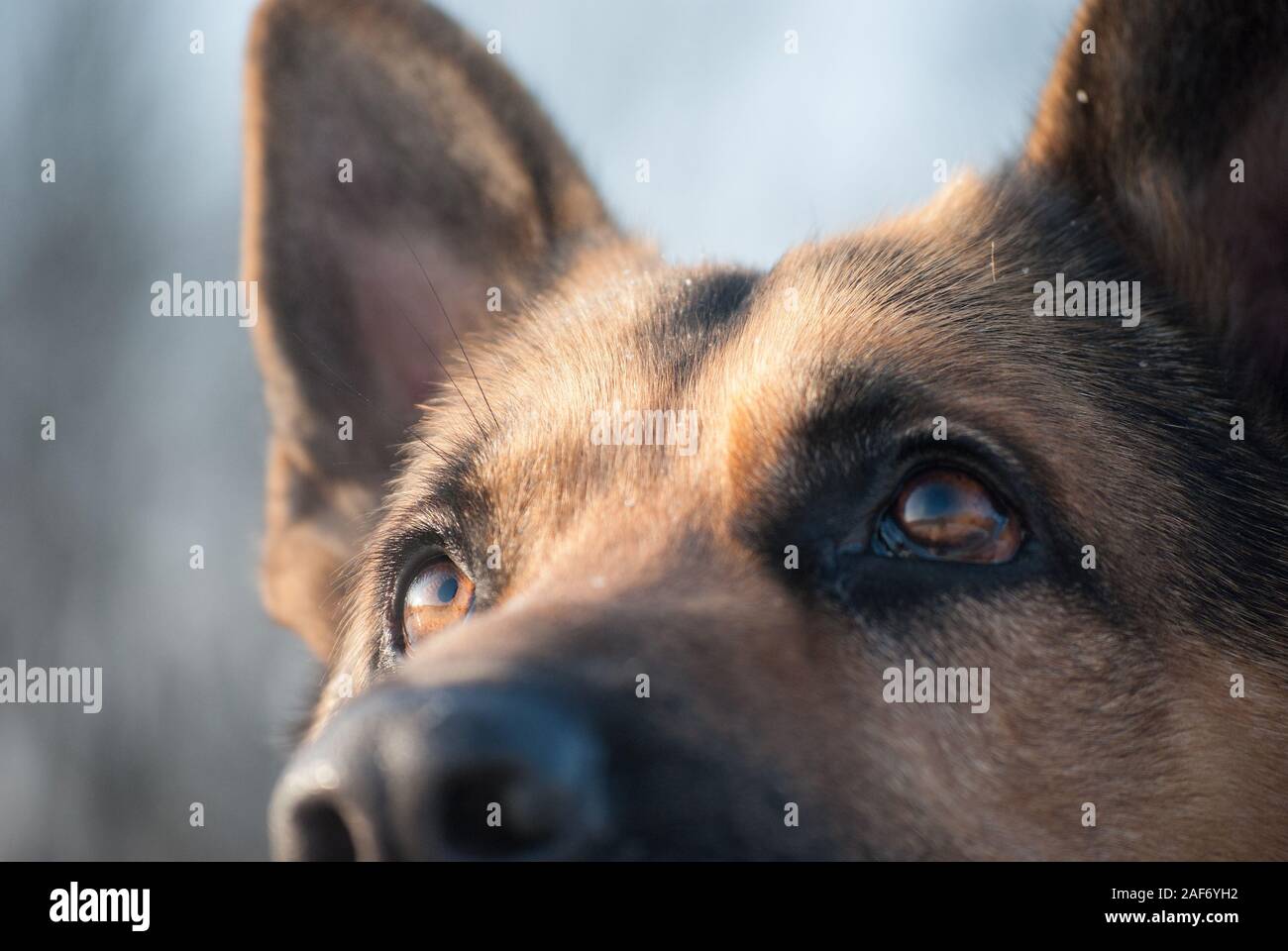 Dog breed German shepherd stares, gaze closeup Stock Photo - Alamy