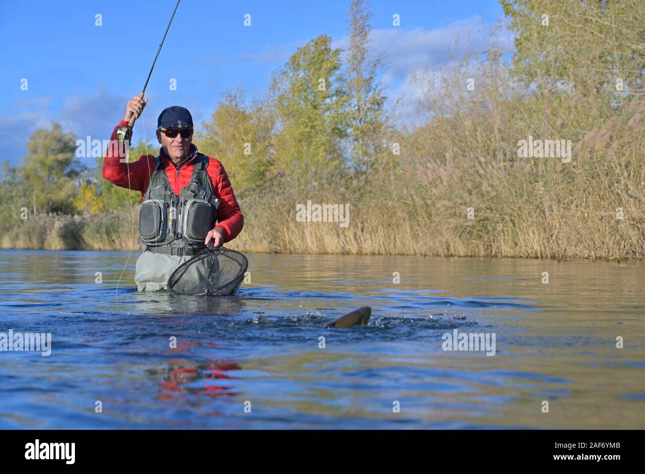 taking a big brown trout in the fly Stock Photo - Alamy