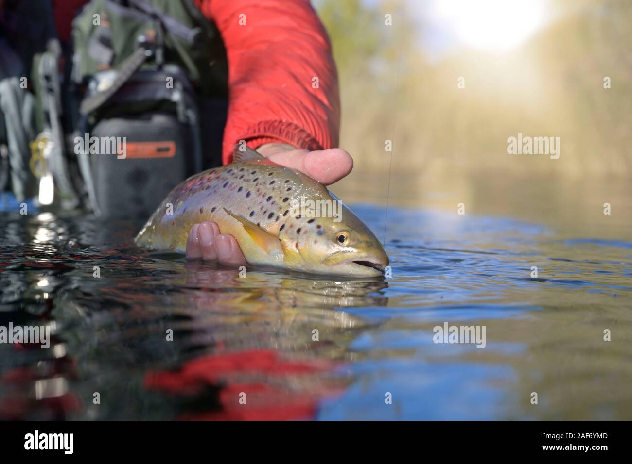 taking a big brown trout in the fly Stock Photo - Alamy