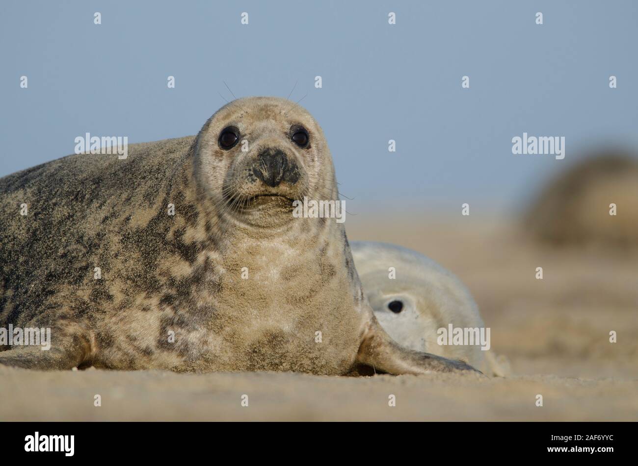 Grey Seals at Winterton on sea beach Stock Photo - Alamy