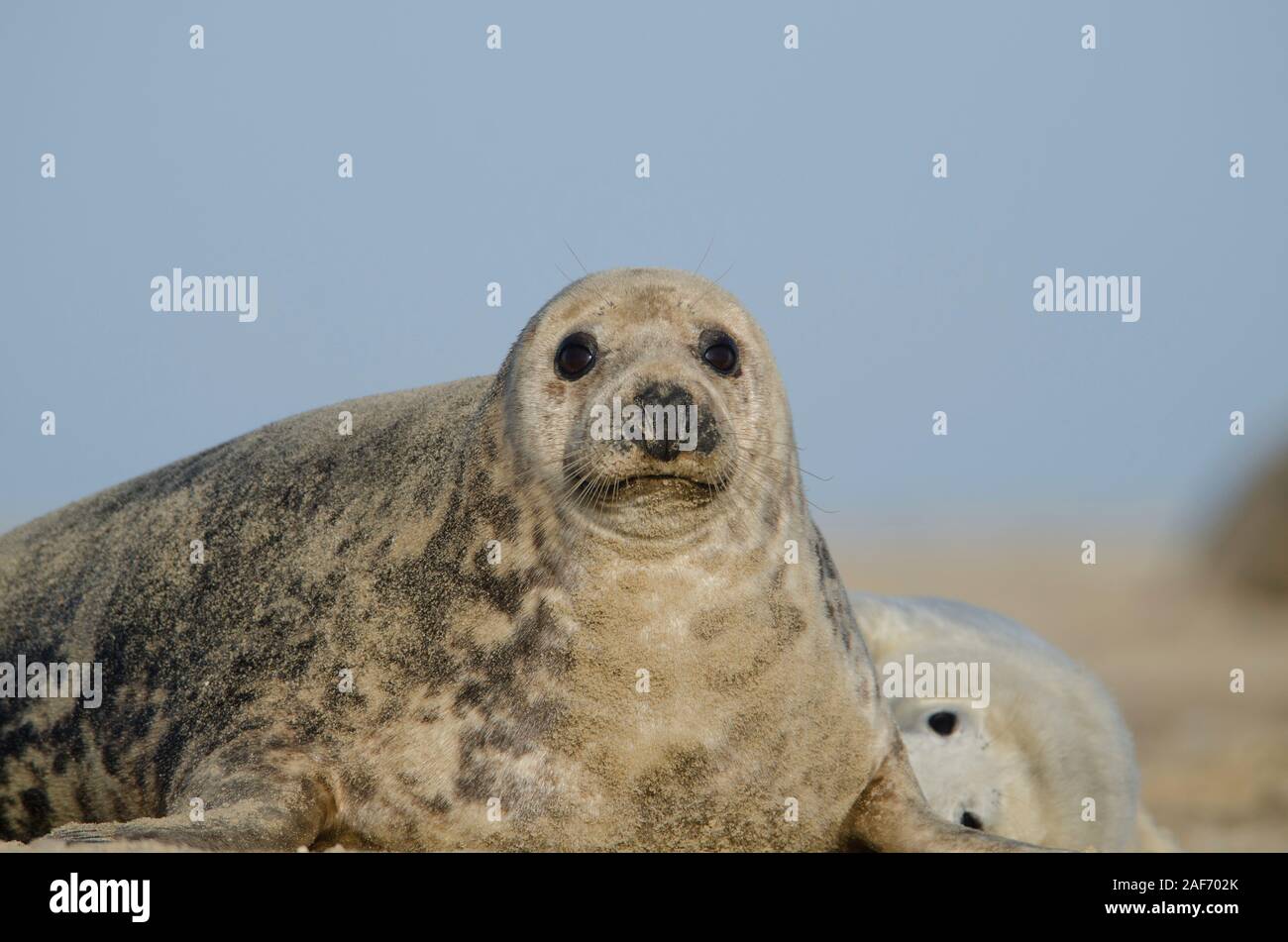 Grey Seals at Winterton on sea beach Stock Photo - Alamy