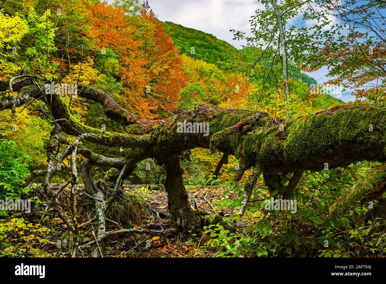 Dead deciduous tree hi-res stock photography and images - Alamy
