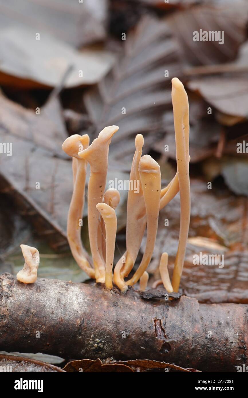 Macrotyphula fistulosa, known as pipe club fungus, wild mushrooms from ...