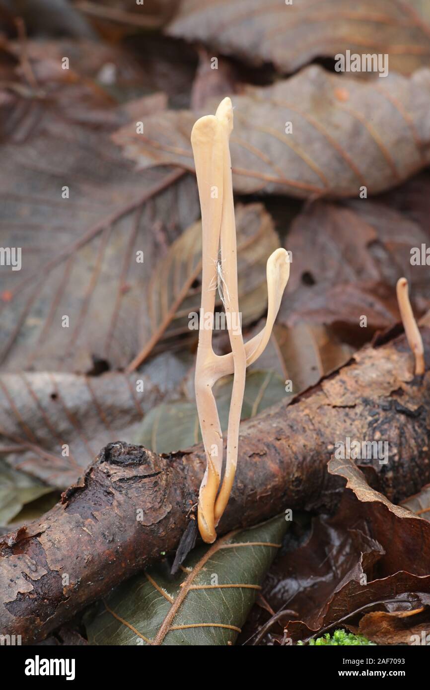 Macrotyphula fistulosa, known as pipe club fungus, wild mushroom from ...