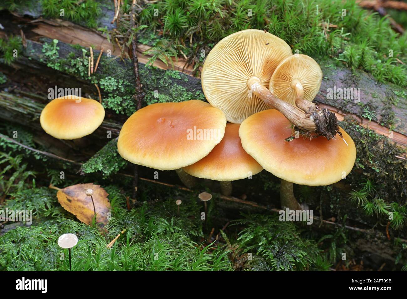 Flammula Penetrans High Resolution Stock Photography and Images - Alamy