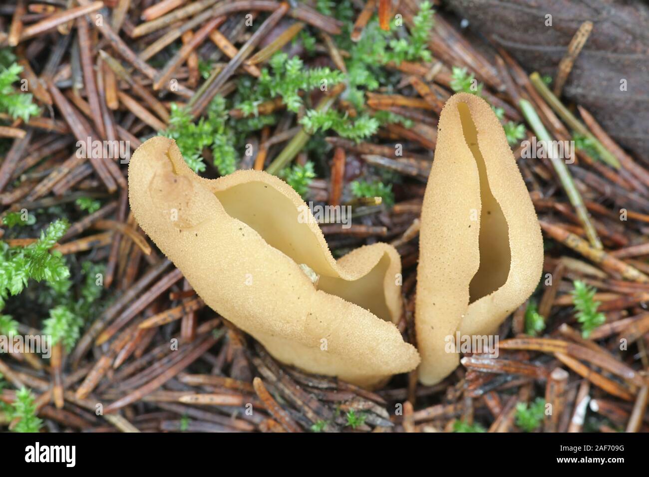 Otidea tuomikoskii, known as a Split goblet or rabbit ear fungus, wild ...
