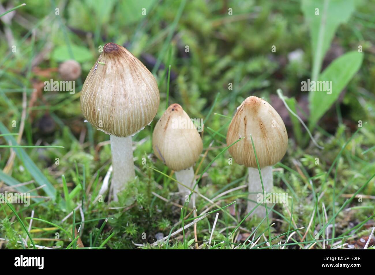 Inocybe rimosa, known as torn fibercap or split fibercap, wild mushroom ...