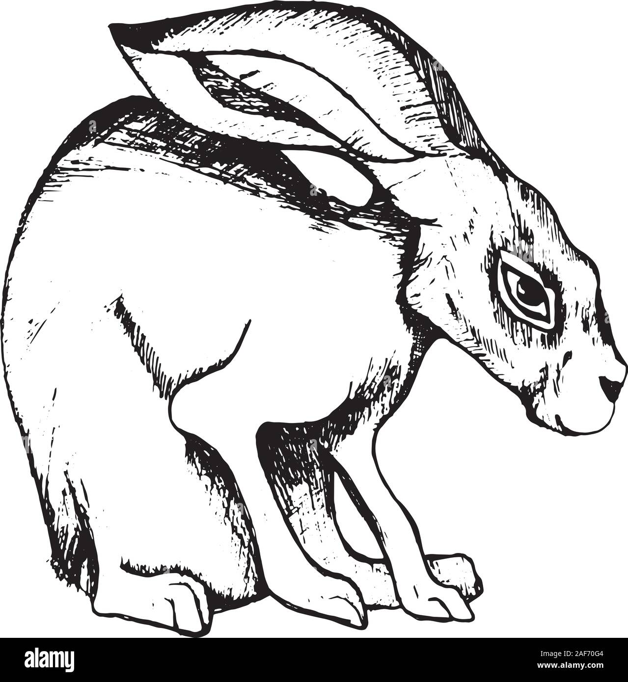 Illustration of a hare in the hatching style. Good animal Stock Vector ...