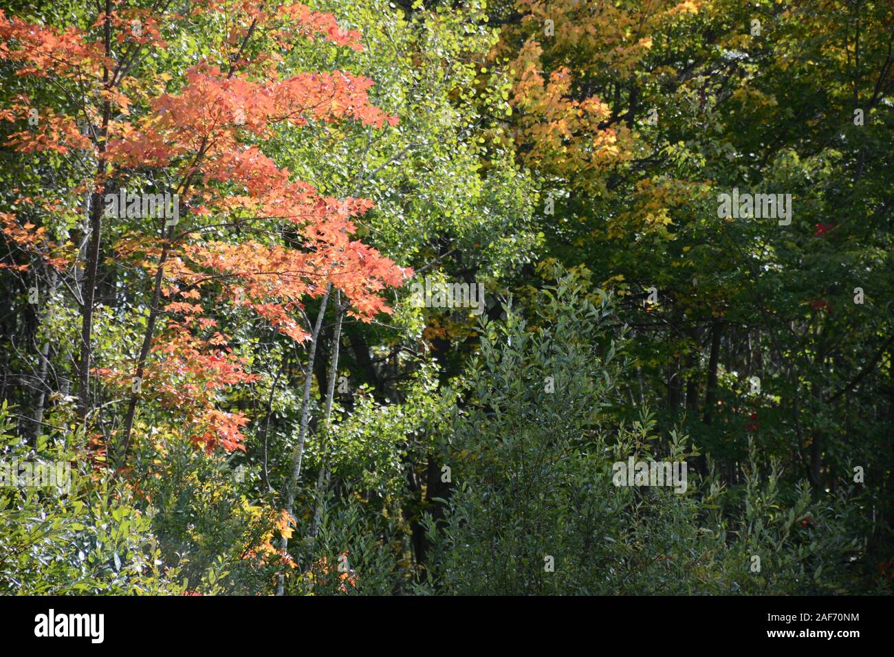 Autumn forest scene with dark tree trunks Stock Photo - Alamy