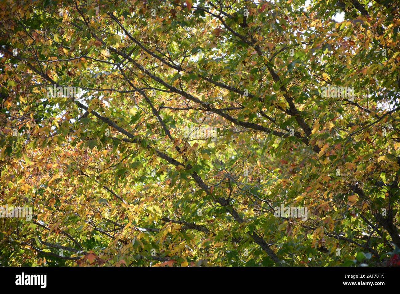 Autumn forest scene with dark tree trunks Stock Photo - Alamy