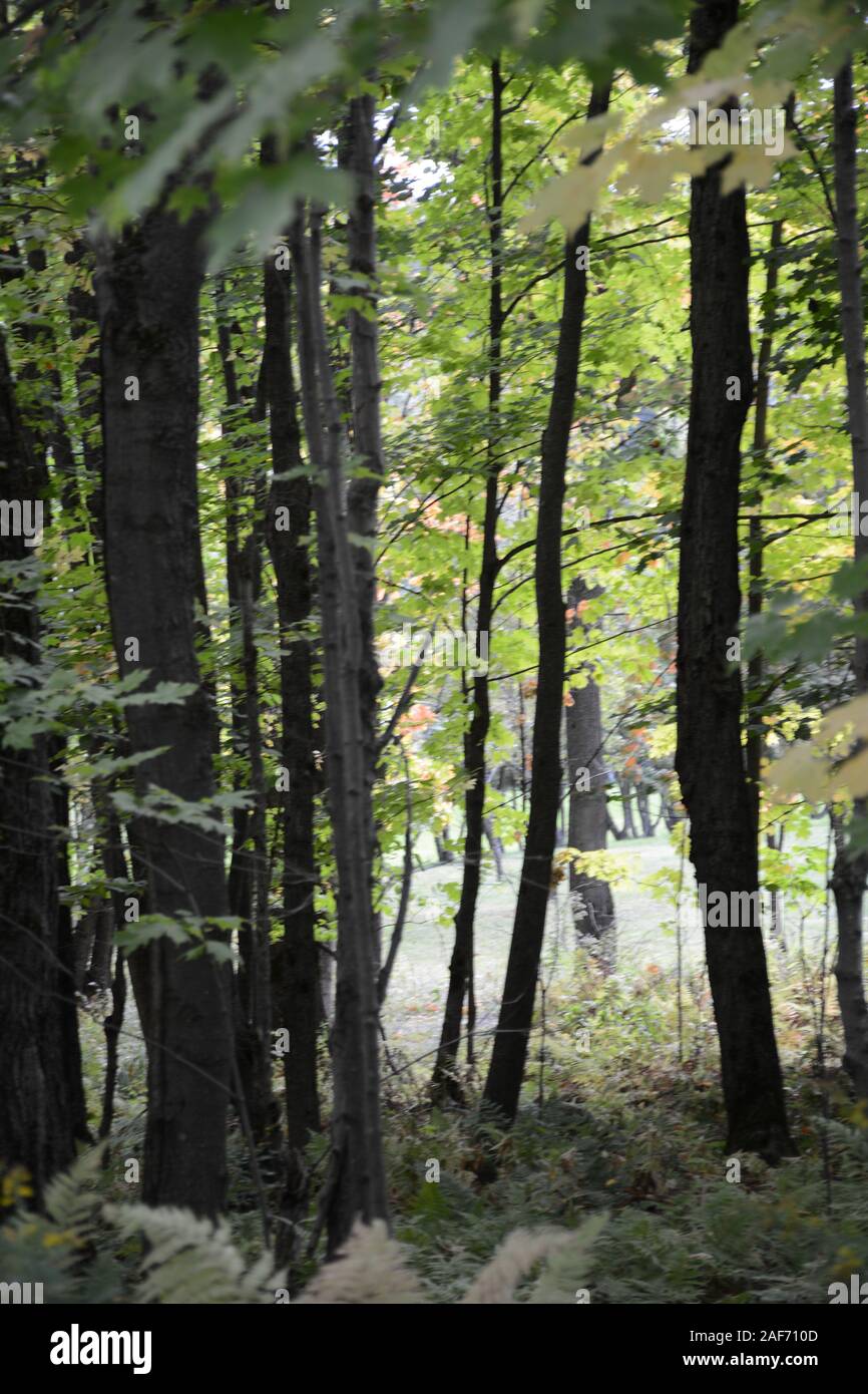 Autumn forest scene with dark tree trunks Stock Photo - Alamy
