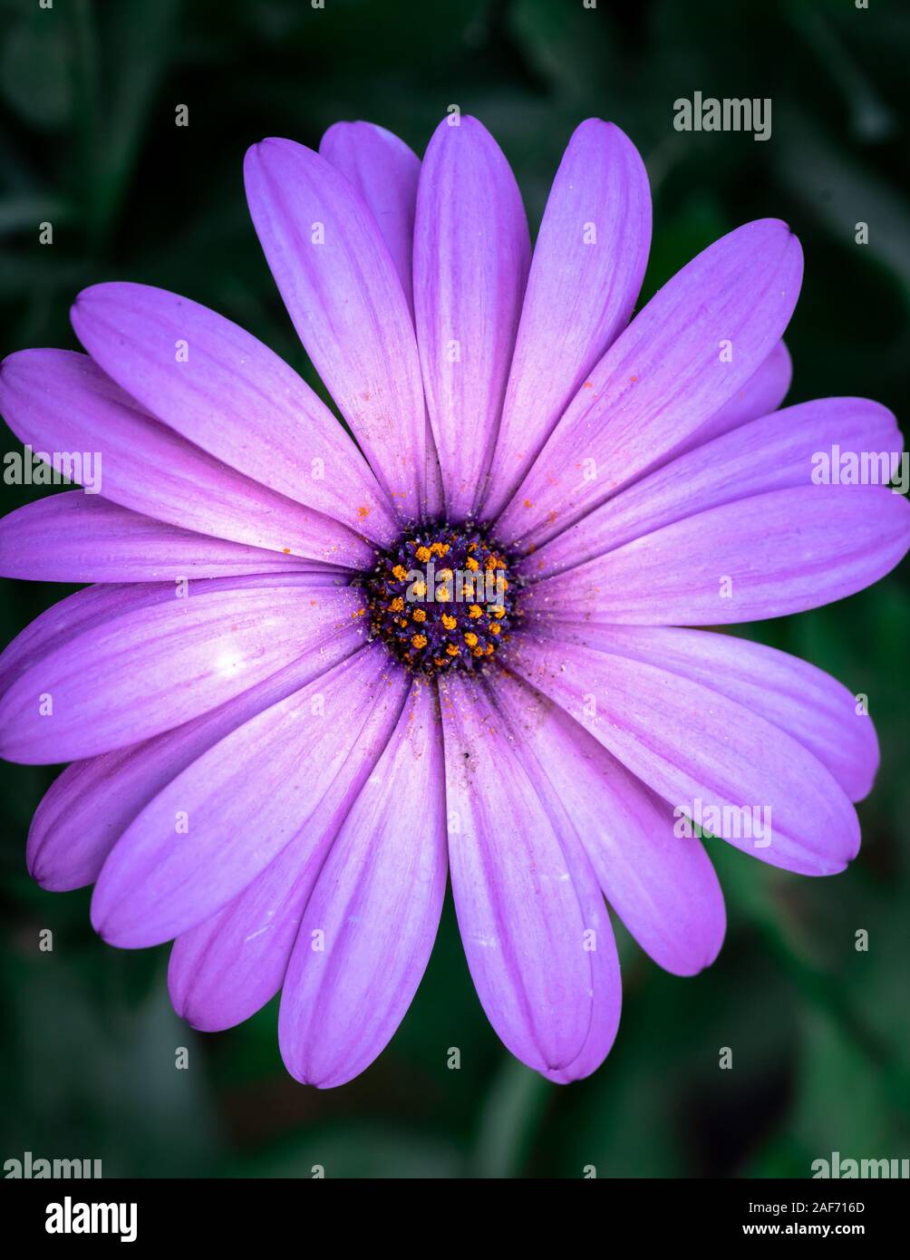 Daisy texture hi-res stock photography and images - Alamy