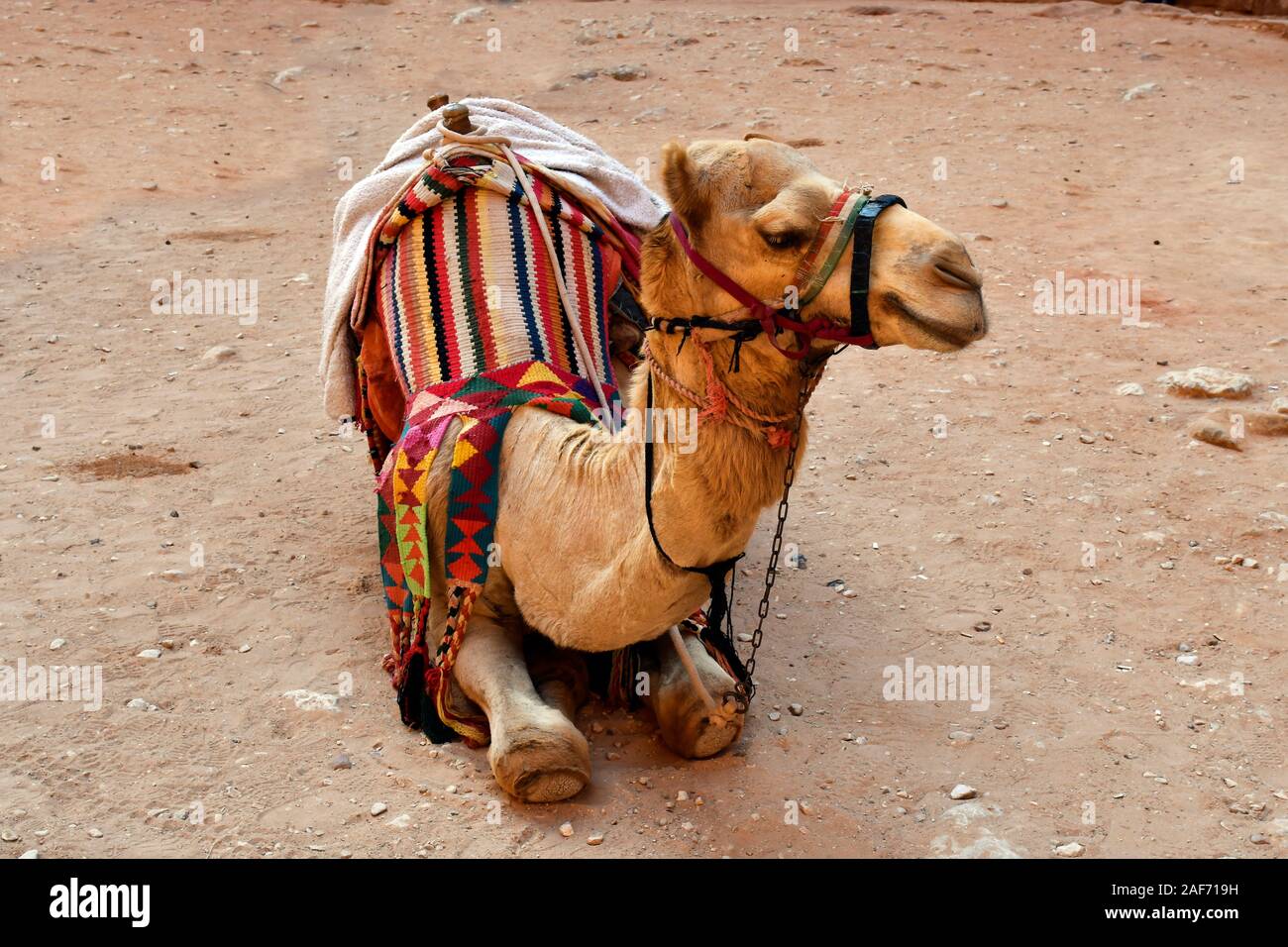 Jordan, camel for tourist ride in Petra Stock Photo - Alamy