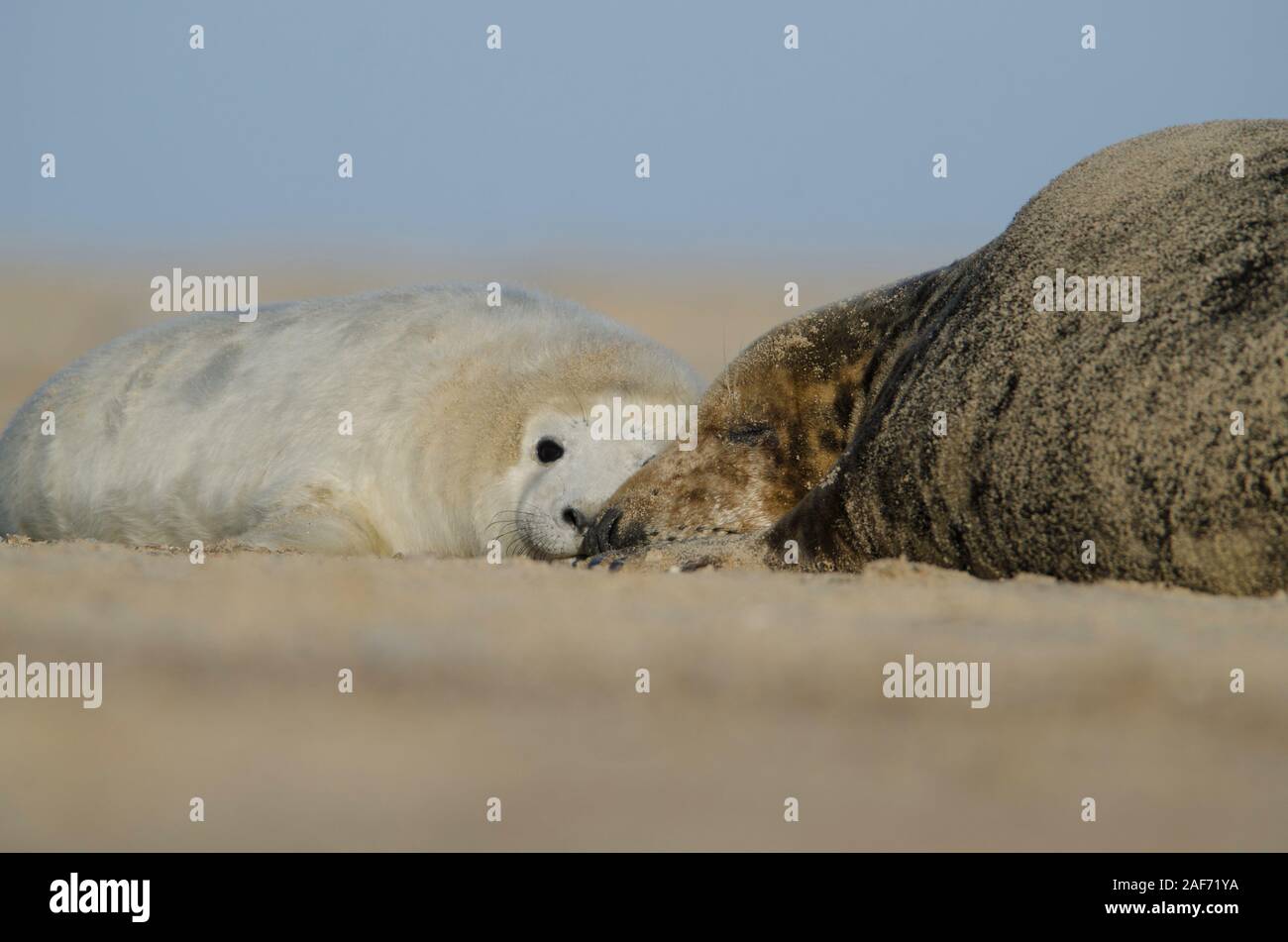 Grey Seals at Winterton on sea beach Stock Photo - Alamy