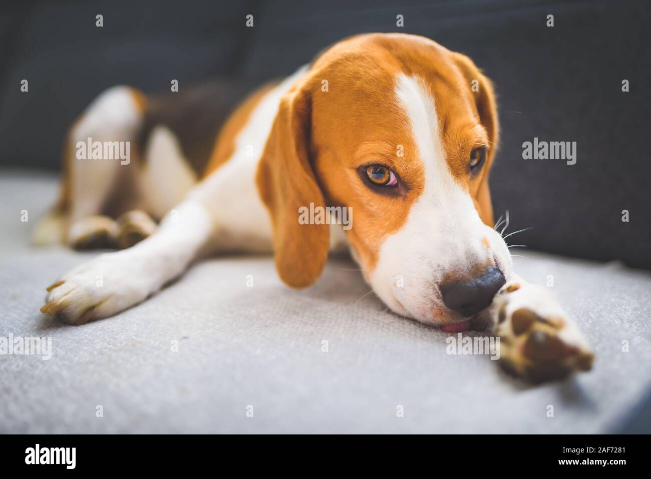 Dog Biting Leg Hi res Stock Photography And Images Alamy dog-biting-leg-hi-res-stock-photography-and-images-alamy