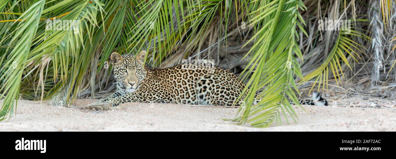 African Leopard lying on sand near palm trees in a river bed looking ...
