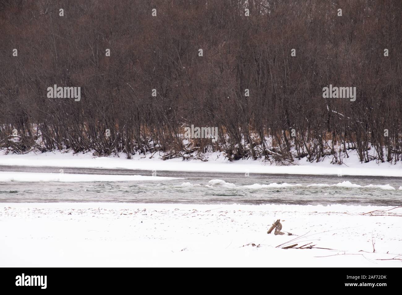 Mountain Russian river in winter. Snow on the shore. Rapid flow of ice ...