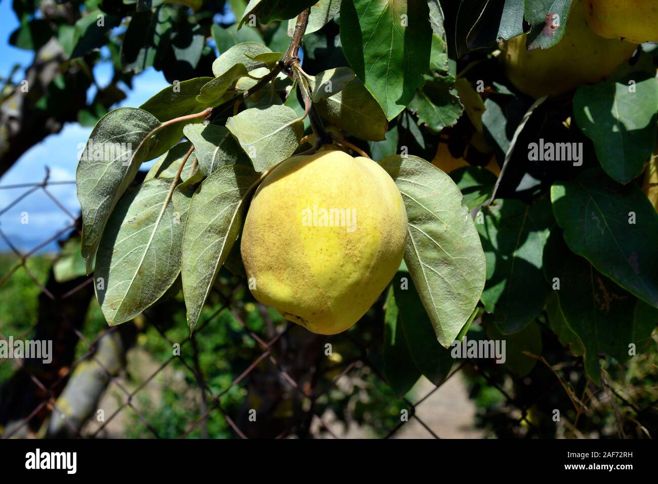 Greece, quince fruit on tree Stock Photo - Alamy