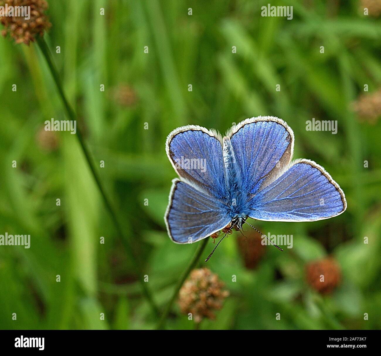 Macro of a blue Adonis butterfly on green grass Stock Photo - Alamy