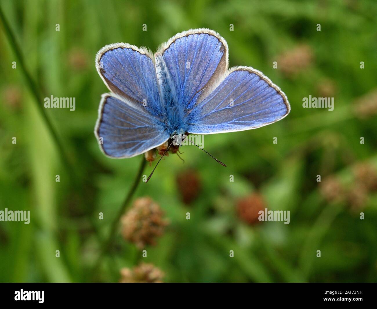 Macro of a blue Adonis butterfly on green grass Stock Photo - Alamy