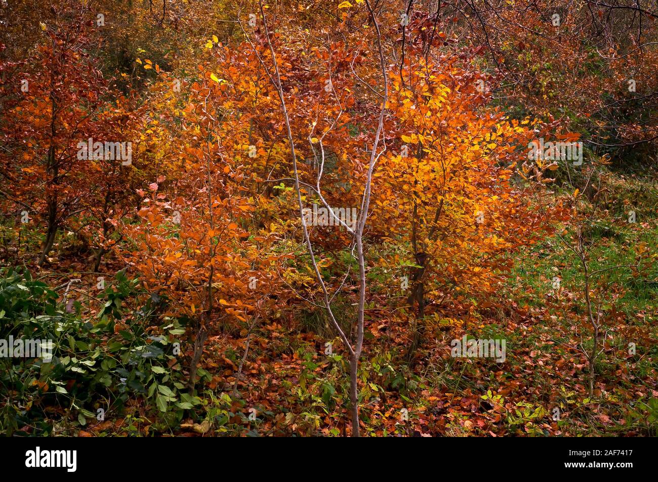 Spectacular autumn colours in a small-scale landscape Stock Photo - Alamy