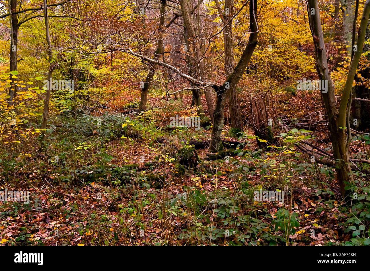 Spectacular autumn colours in a small-scale landscape Stock Photo - Alamy