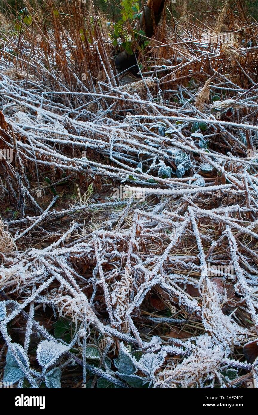 Frost and ice crystals on brambles on a forest floor Stock Photo - Alamy
