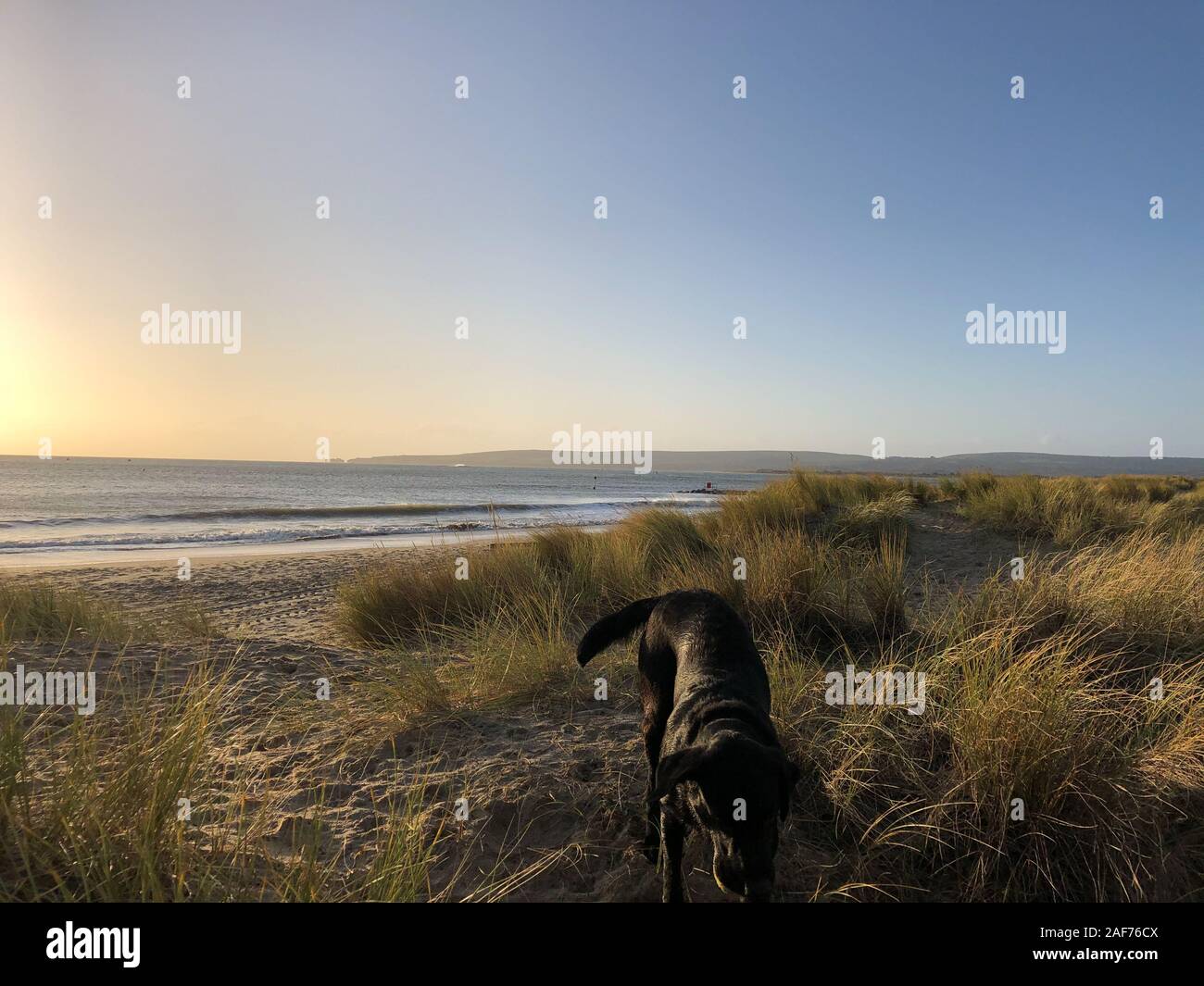 Wind blasted trees hi-res stock photography and images - Alamy