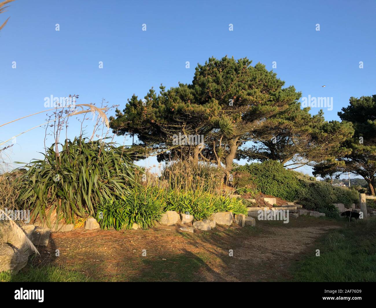Gales blowing trees hi-res stock photography and images - Alamy