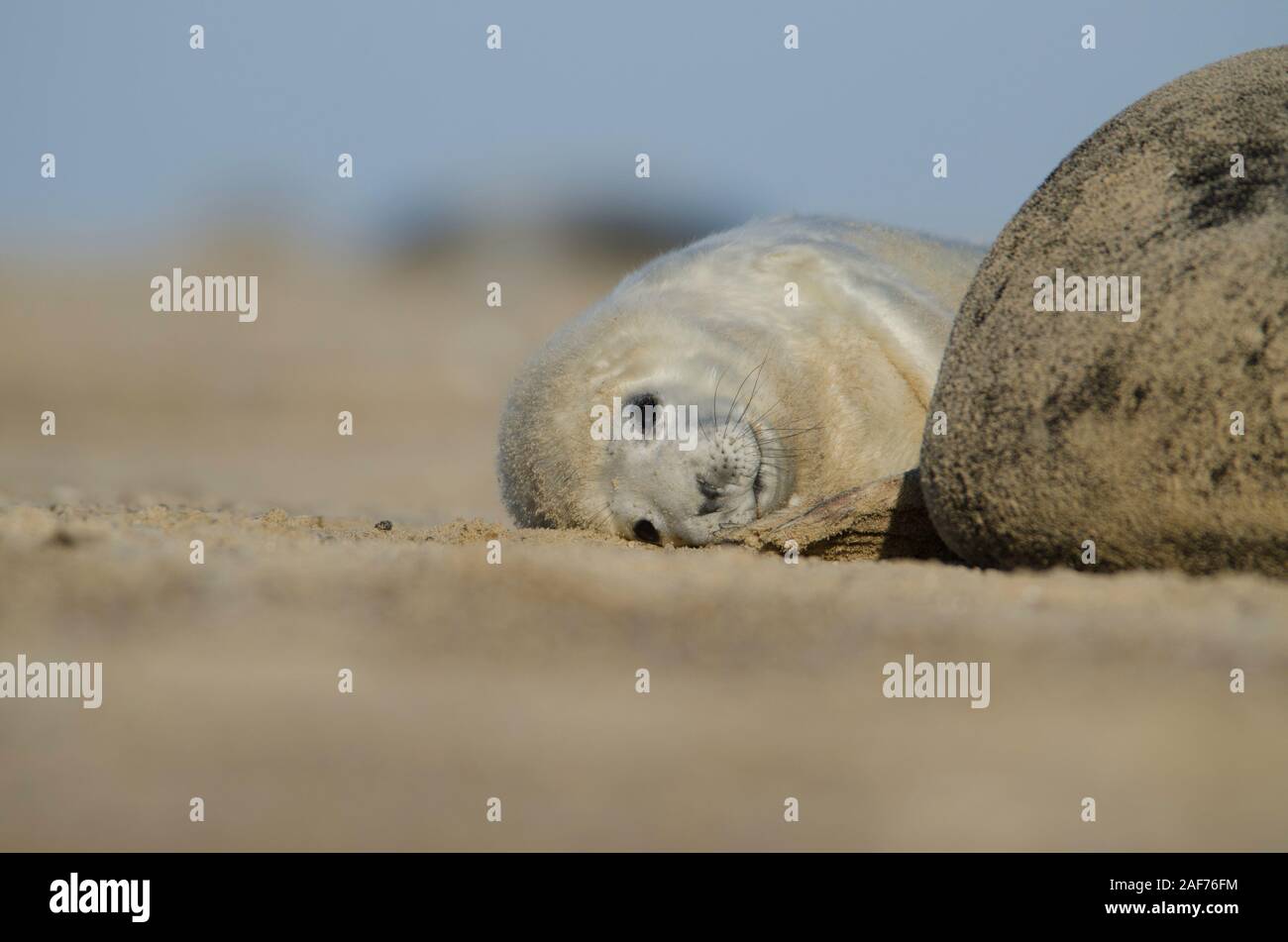 Grey Seals at Winterton on sea beach Stock Photo - Alamy