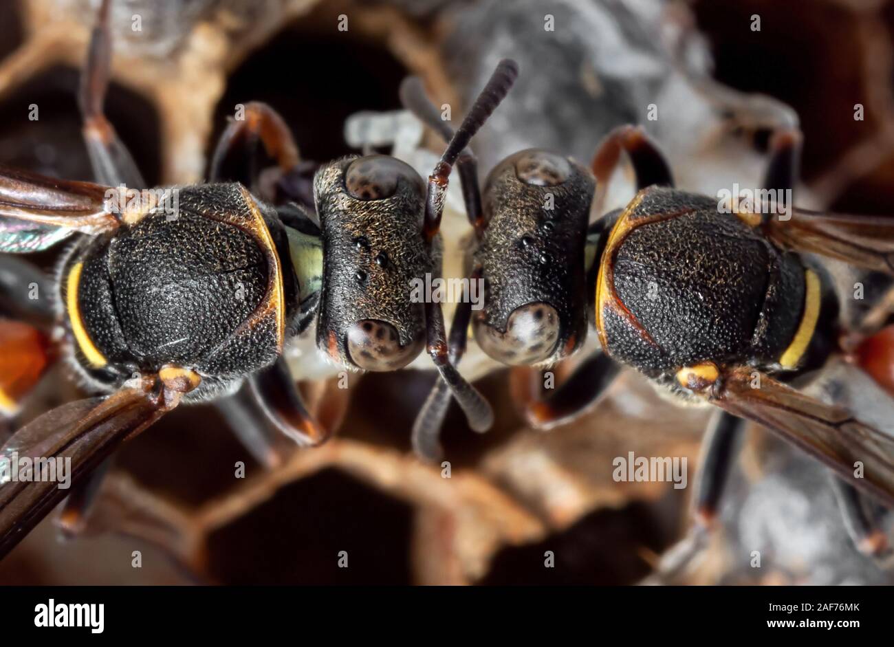Macro Photography of Wasps on Nest with Eggs and Larvae Stock Photo - Alamy
