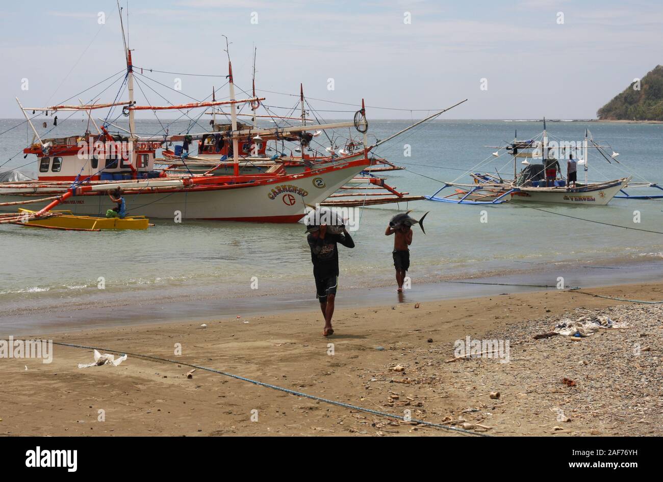 Artisanal Filipino handline fishermen landing yellowfin tuna Thunnus ...