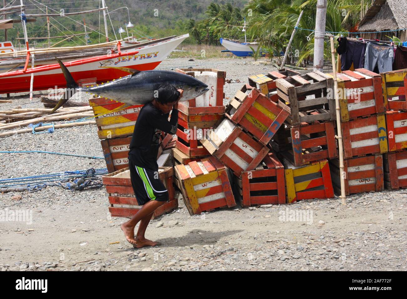 Artisanal Filipino handline fishermen landing yellowfin tuna Thunnus ...
