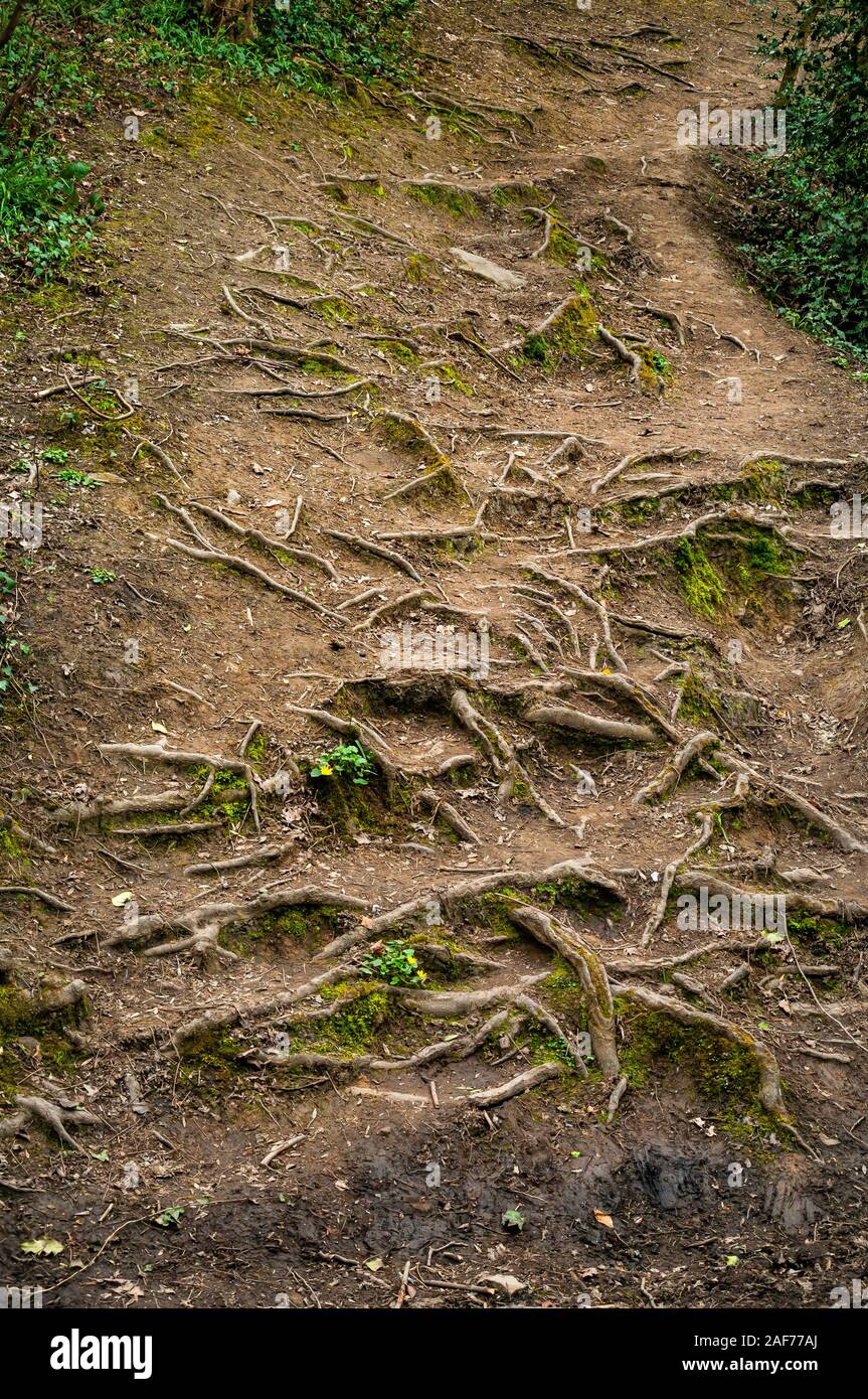 Prominent tree roots forming a staircase in a path in woodland in Carr ...