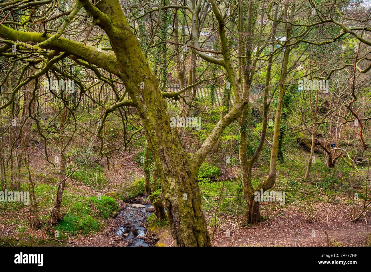 Meandering stream below a steep slope in Carr Wood, Gleadless Valley ...