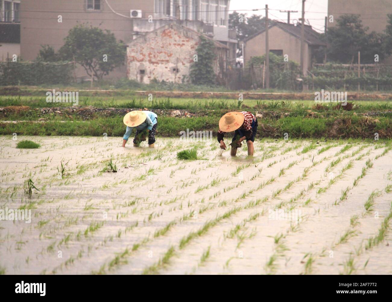 Farmers working in rice fields in southern China Stock Photo - Alamy