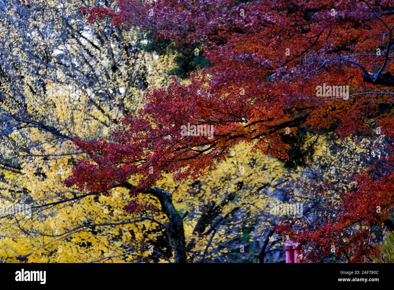Autumn Leaves Japan Stock Photo - Alamy