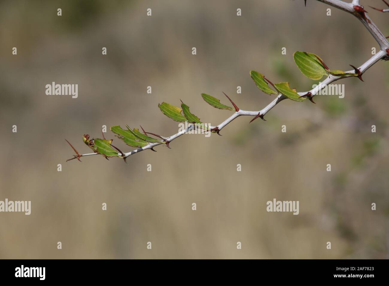 Turkish arbor hi-res stock photography and images - Alamy