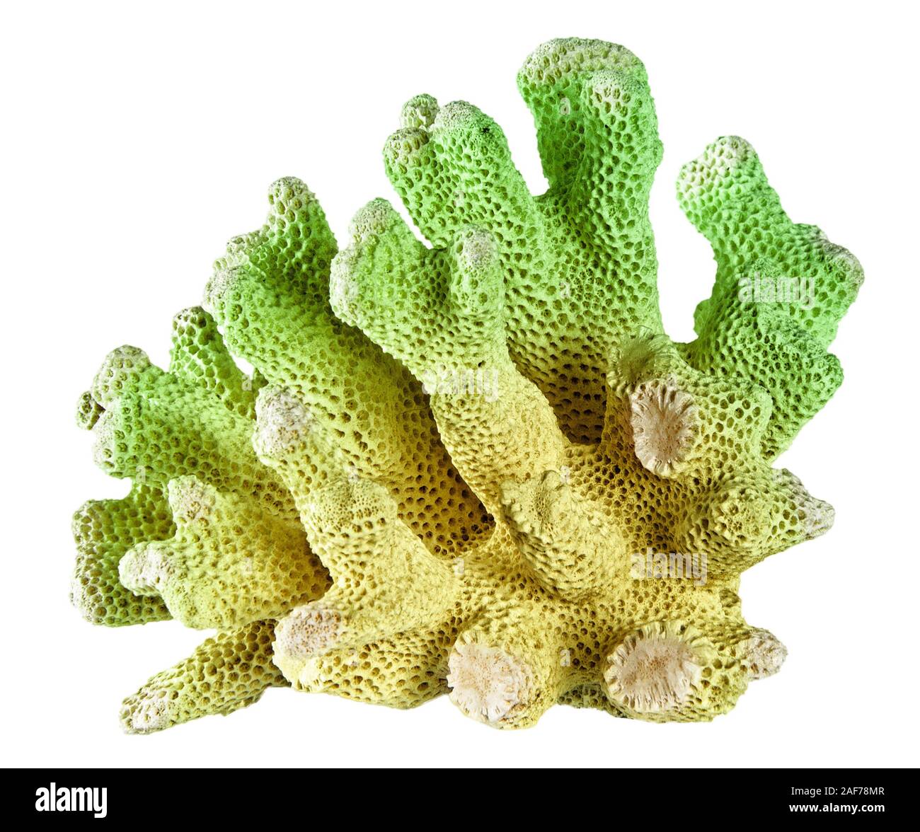 coral on white background Stock Photo - Alamy