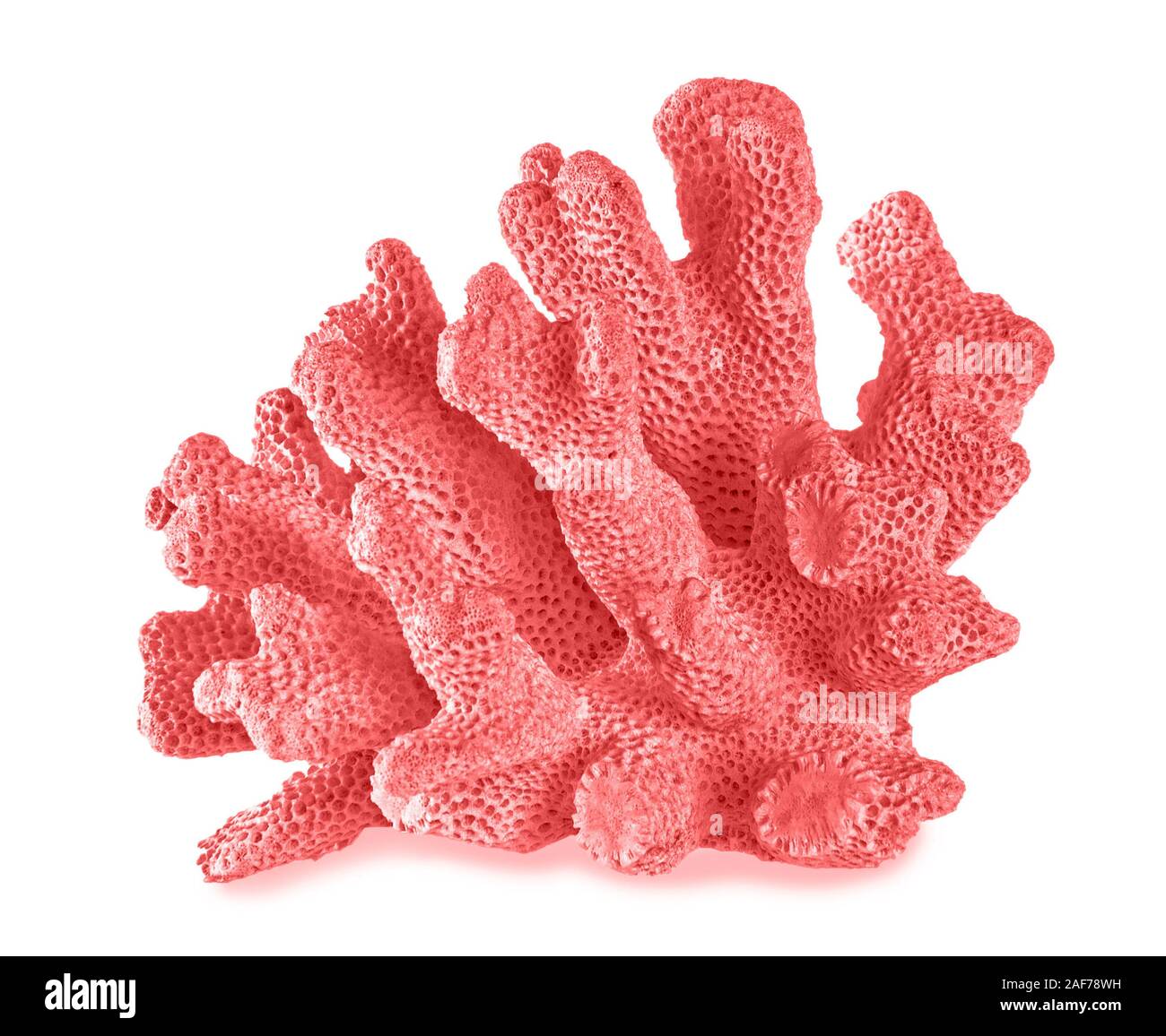 Coral isolated on white background Stock Photo - Alamy