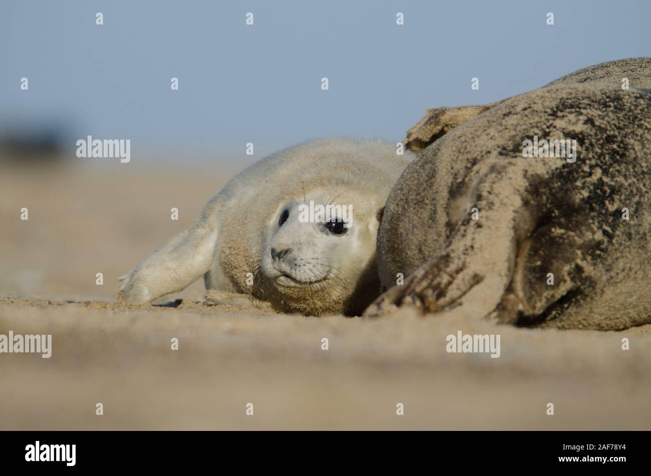 Grey Seals at Winterton on sea beach Stock Photo - Alamy