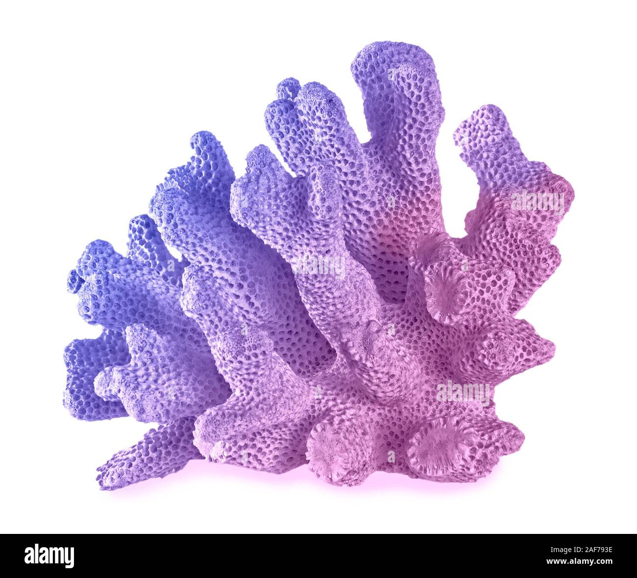Coral isolated on white background Stock Photo - Alamy