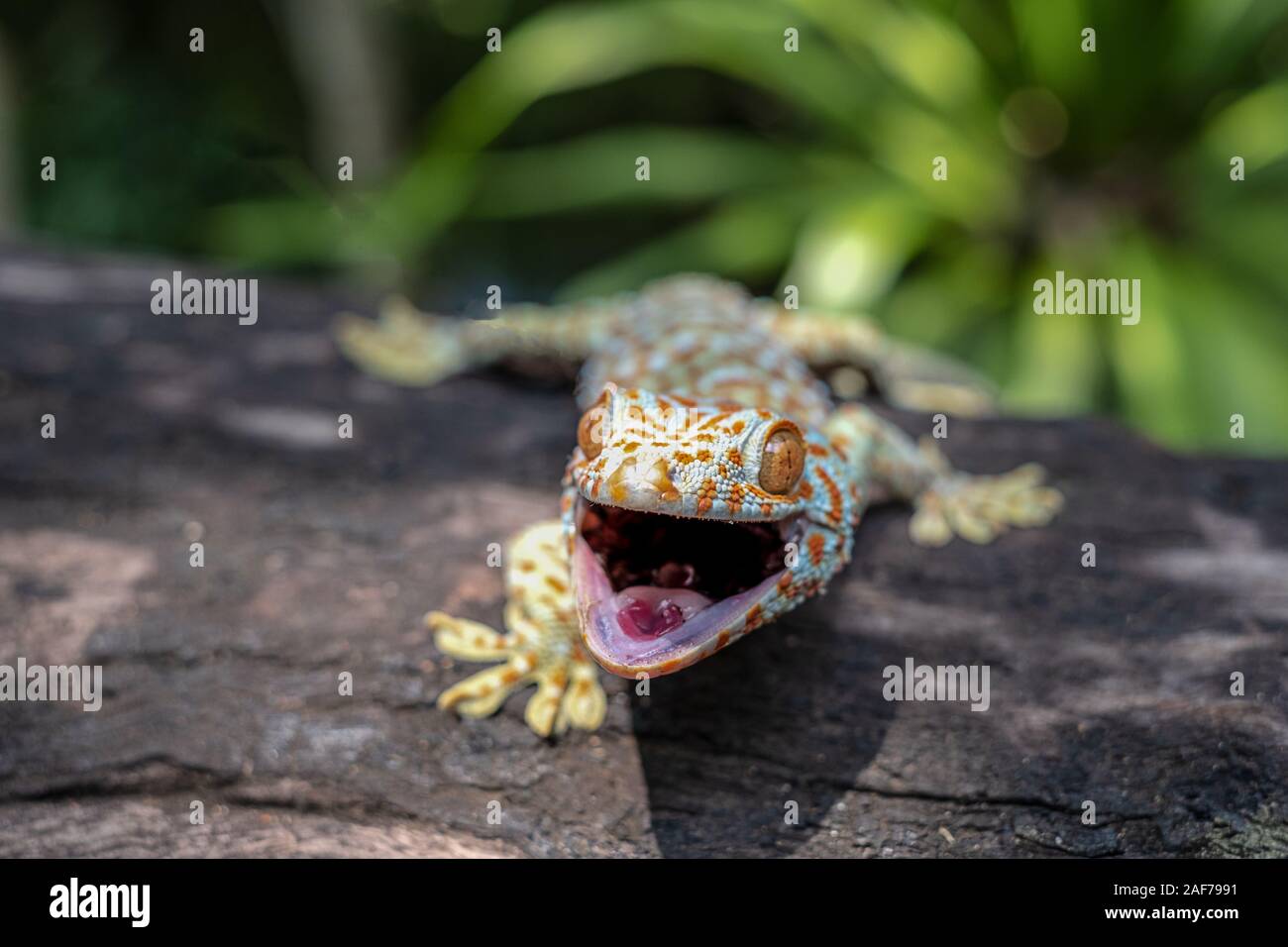 Gekko Gecko Tree High Resolution Stock Photography and Images - Alamy