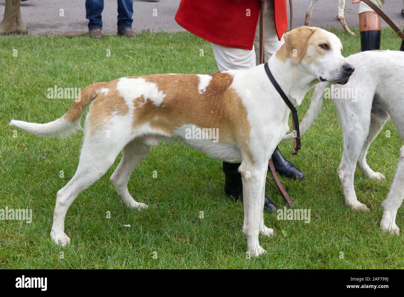 The English Foxhound Stock Photo - Alamy