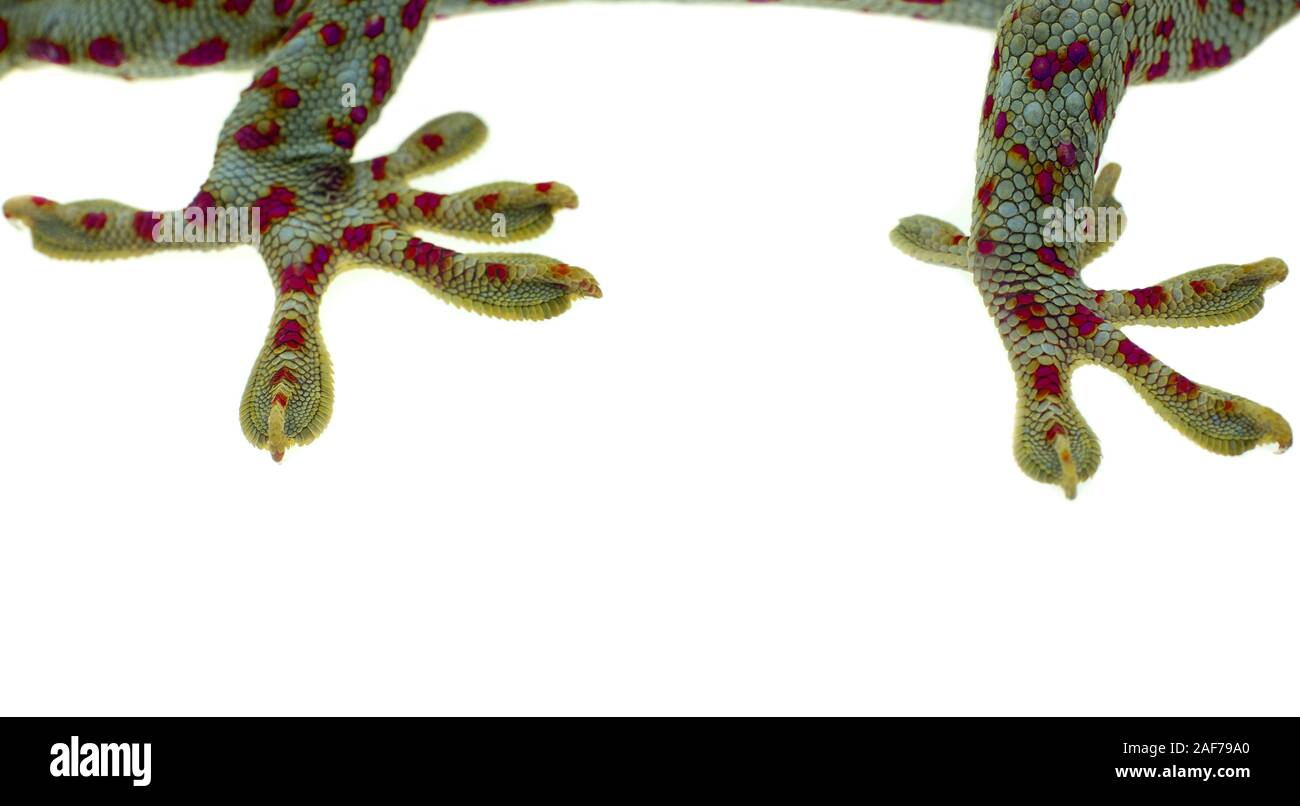 Leopard gecko face hi-res stock photography and images - Alamy